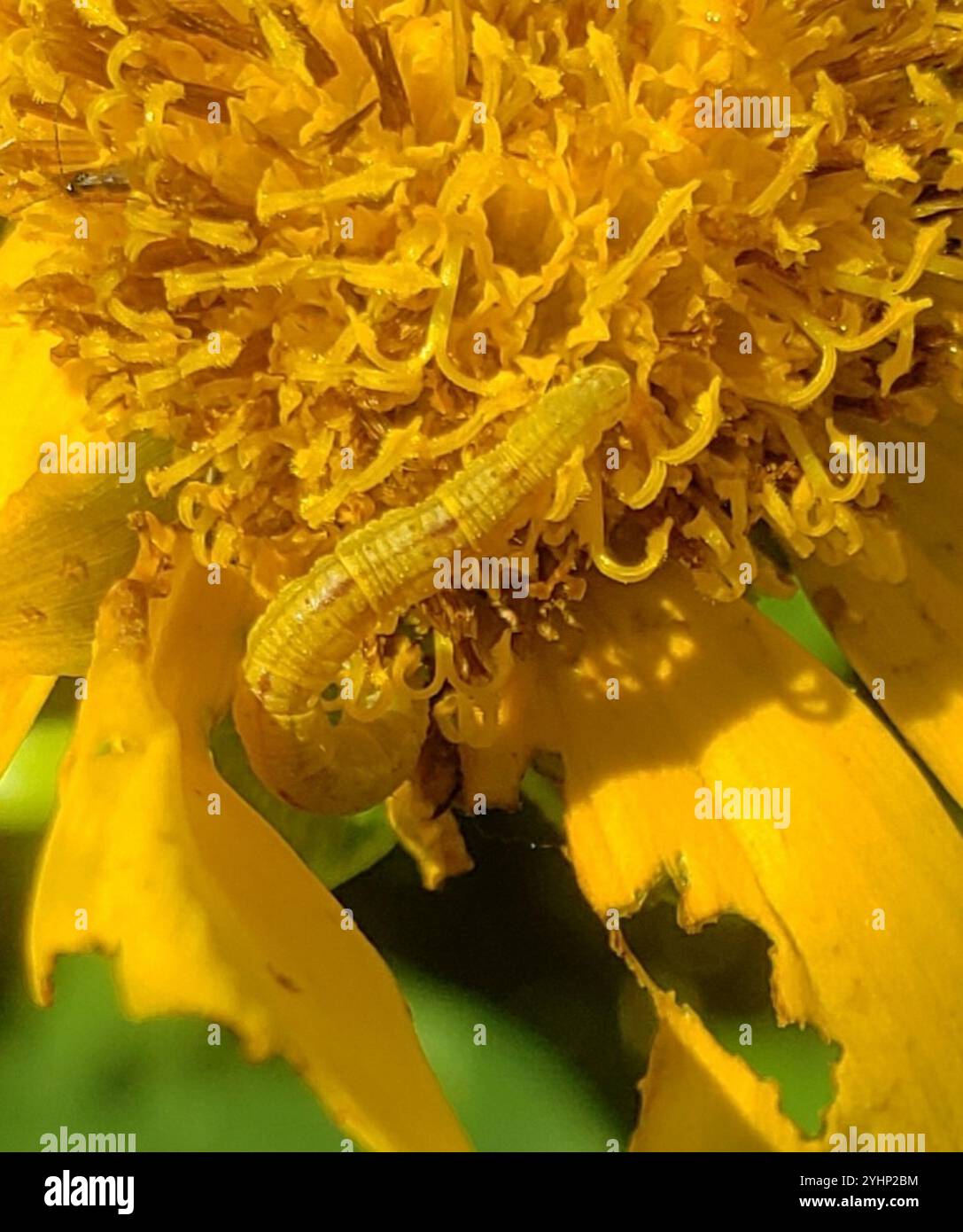 Common eupithecia hi-res stock photography and images - Alamy