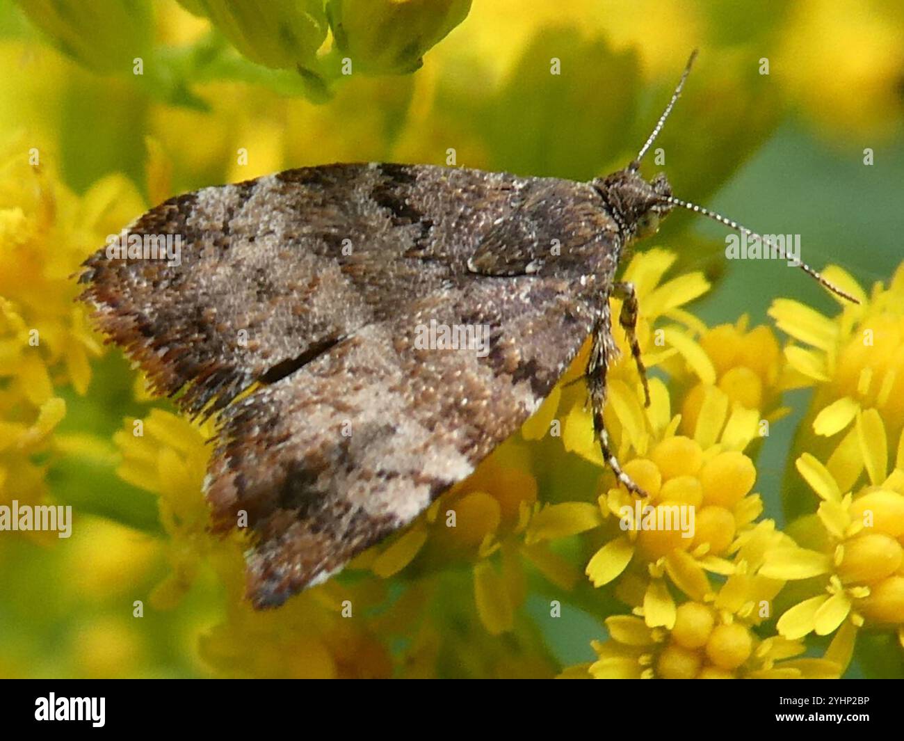 Apple Leaf Skeletonizer Moth (Choreutis pariana Stock Photo - Alamy