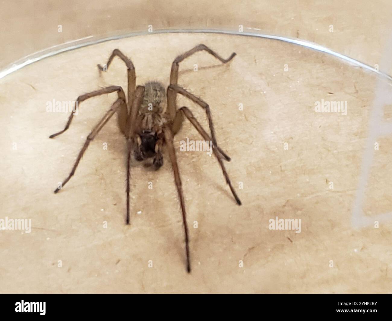 Hobo Spider (Eratigena agrestis Stock Photo - Alamy