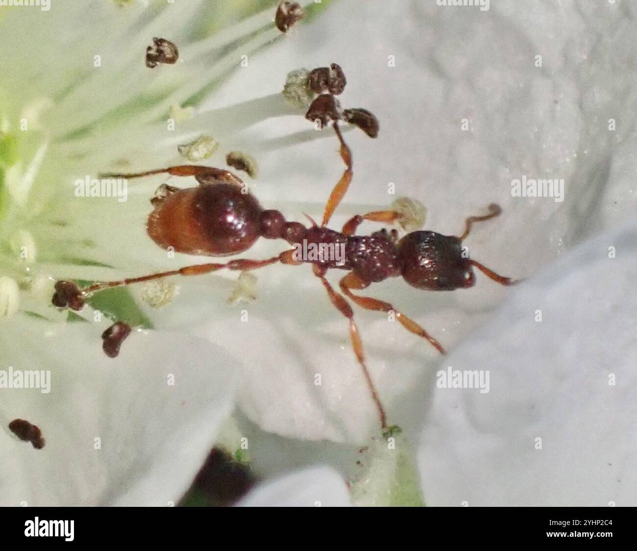 Furrowed Ants (Myrmica Stock Photo - Alamy