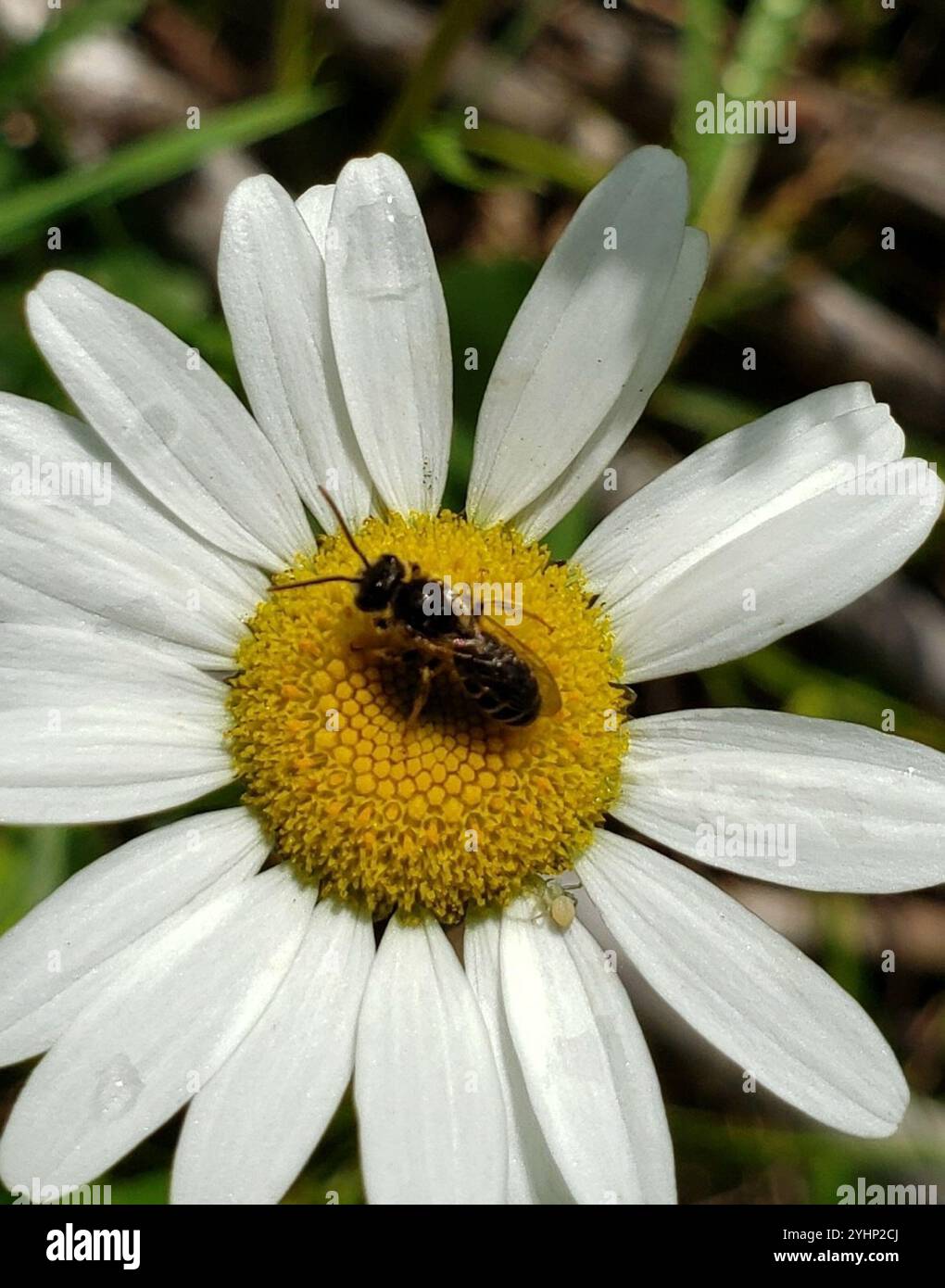 Confusing Furrow Bee (Halictus confusus Stock Photo - Alamy