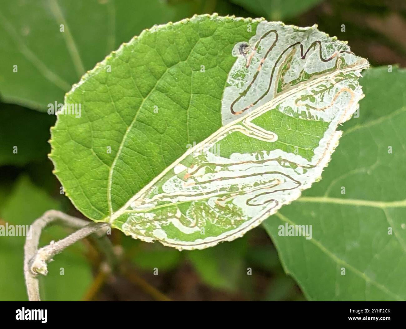 Aspen Serpentine Leafminer Moth (Phyllocnistis populiella Stock Photo ...