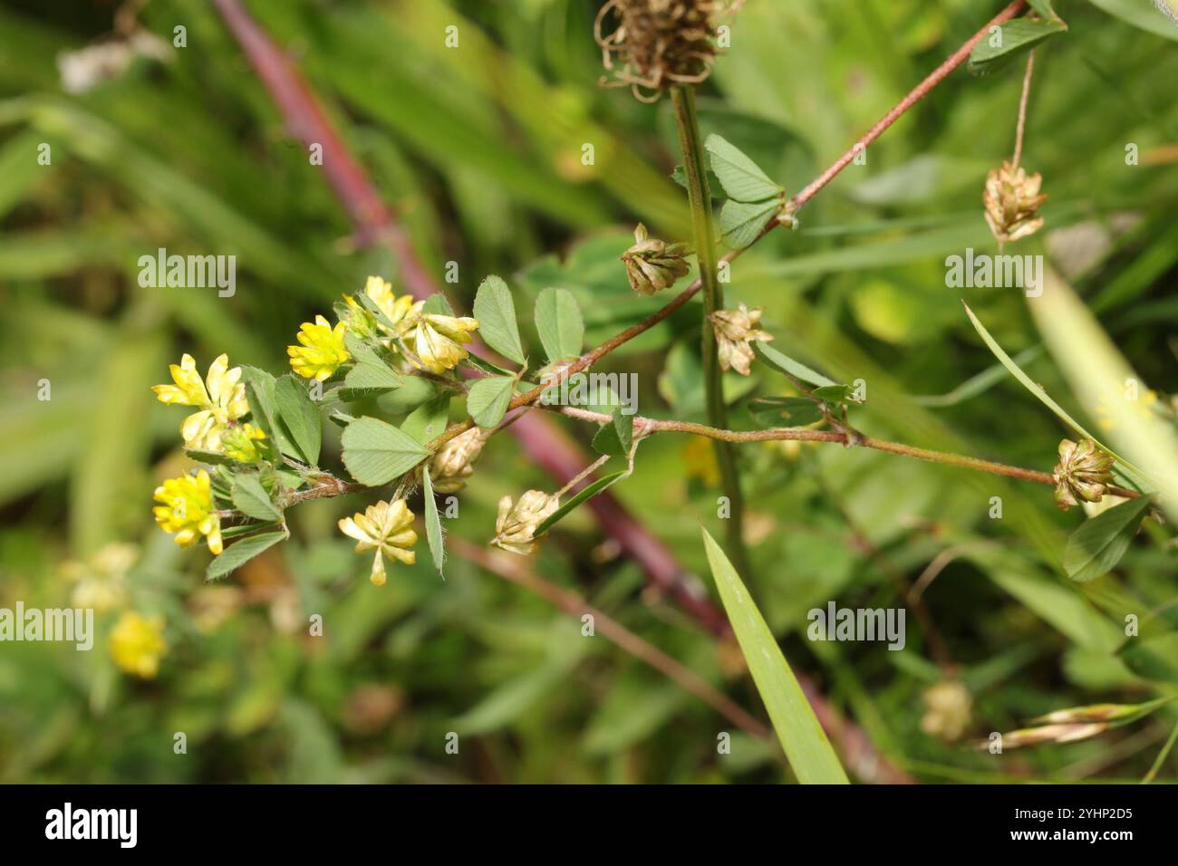 Lesser hop trefoil hi-res stock photography and images - Alamy