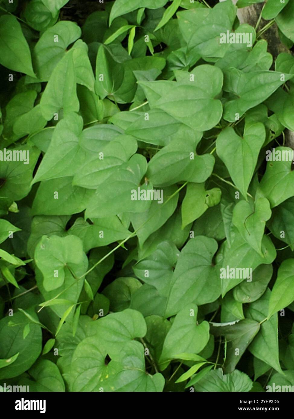 Chinese yam (Dioscorea polystachya Stock Photo - Alamy