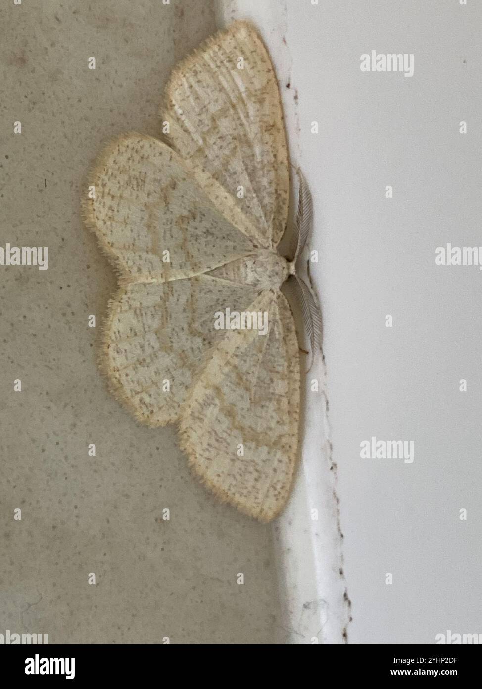 Northern Wave Moth (Cabera exanthemata Stock Photo - Alamy