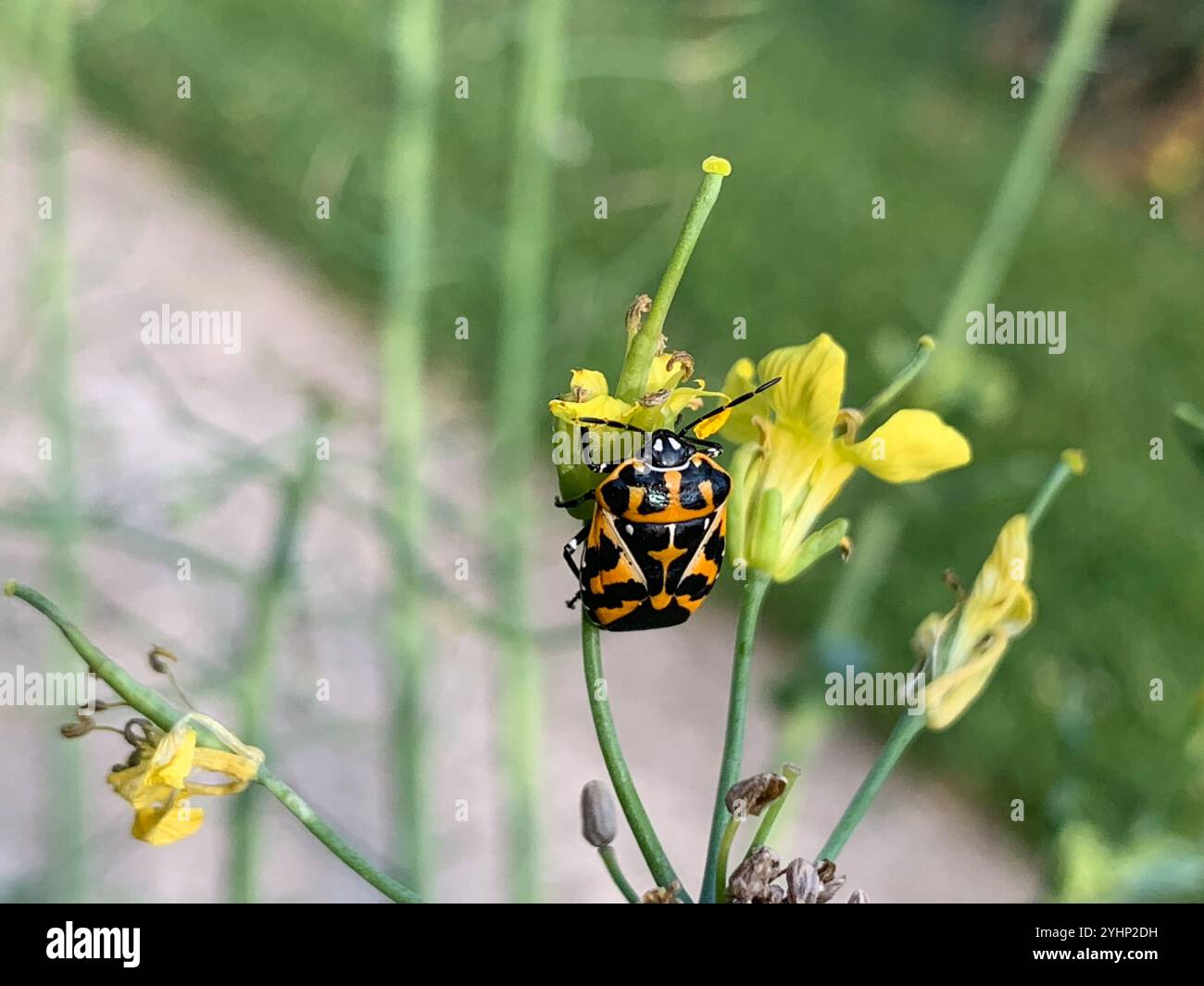 Harlequin Bug (Murgantia histrionica Stock Photo - Alamy
