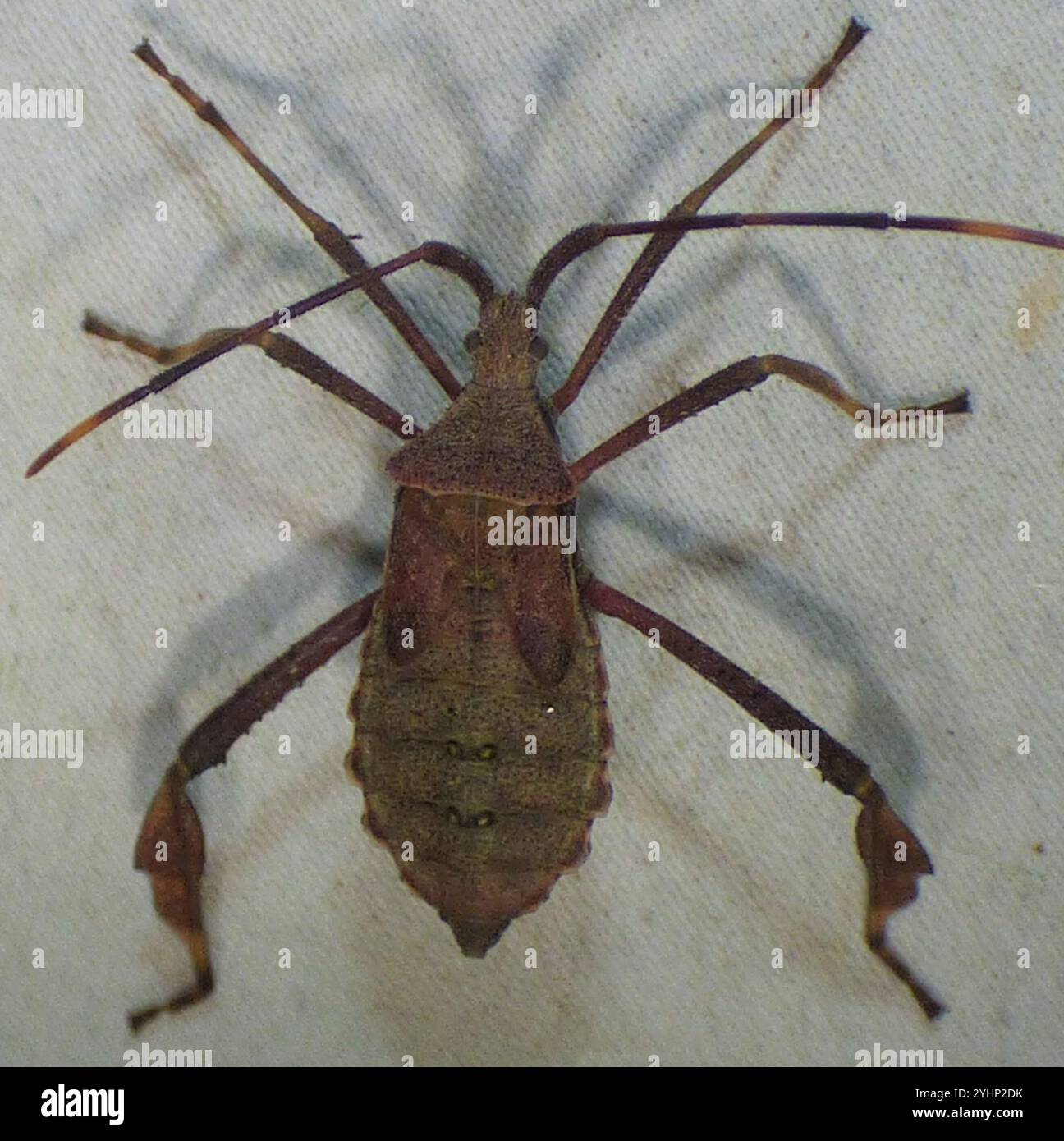 Spine-headed Bugs (Acanthocephala Stock Photo - Alamy