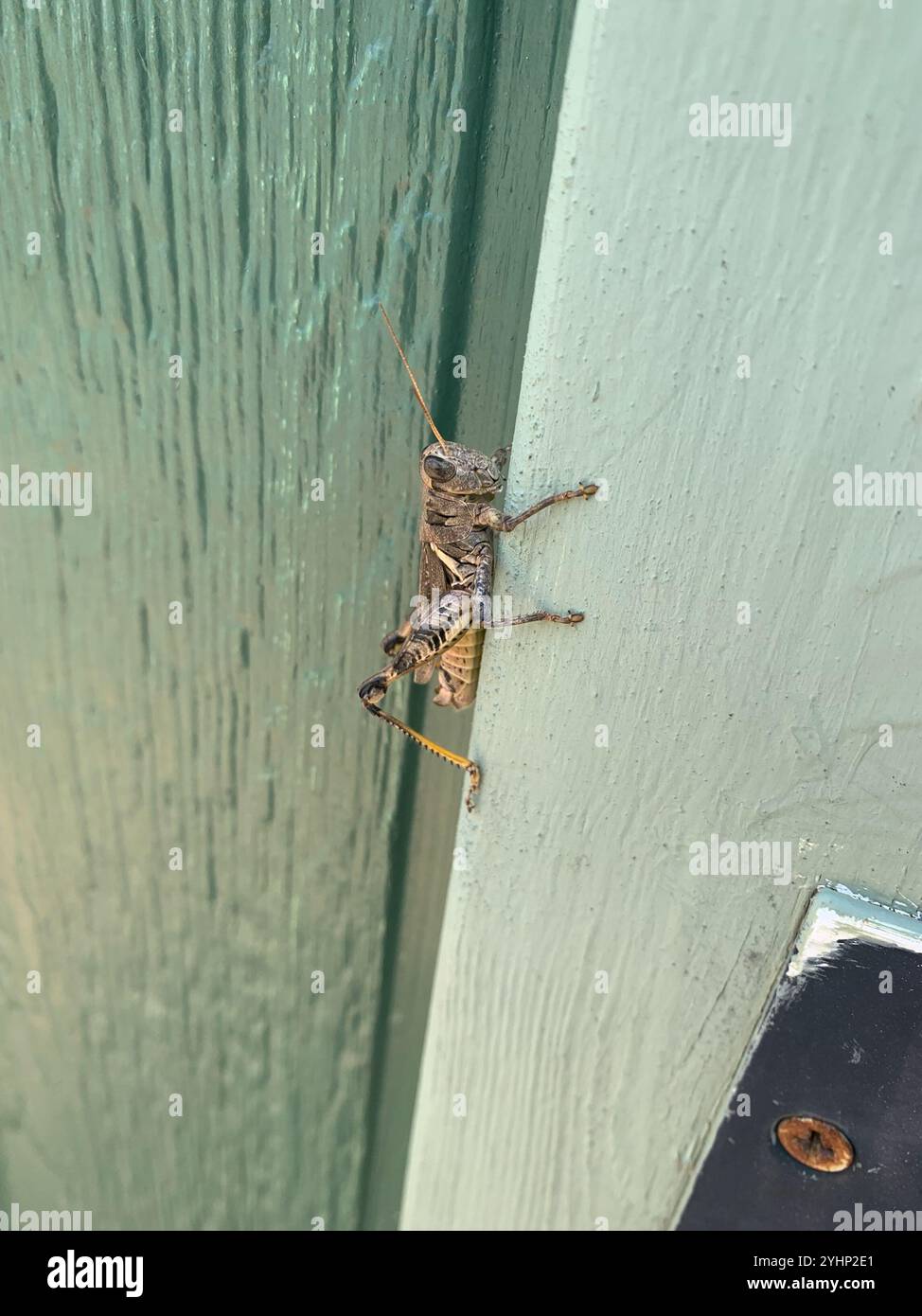 Spur-throated Grasshoppers (Melanoplinae Stock Photo - Alamy