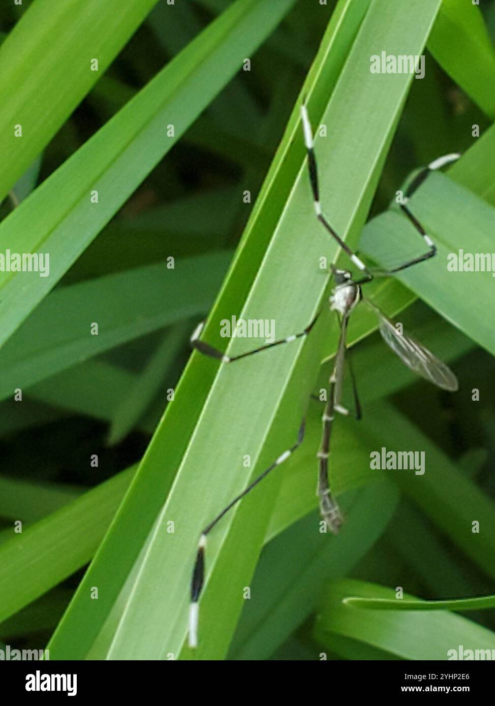 Eastern Phantom Crane Fly (Bittacomorpha clavipes Stock Photo - Alamy