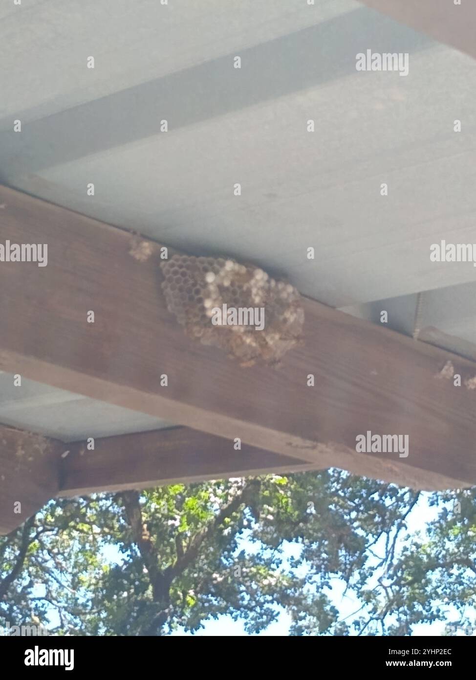 Paper Wasps (Polistinae Stock Photo - Alamy