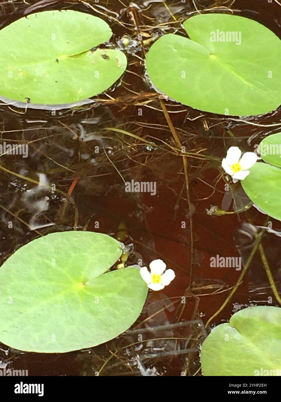 Carolina Fanwort (Cabomba caroliniana Stock Photo - Alamy