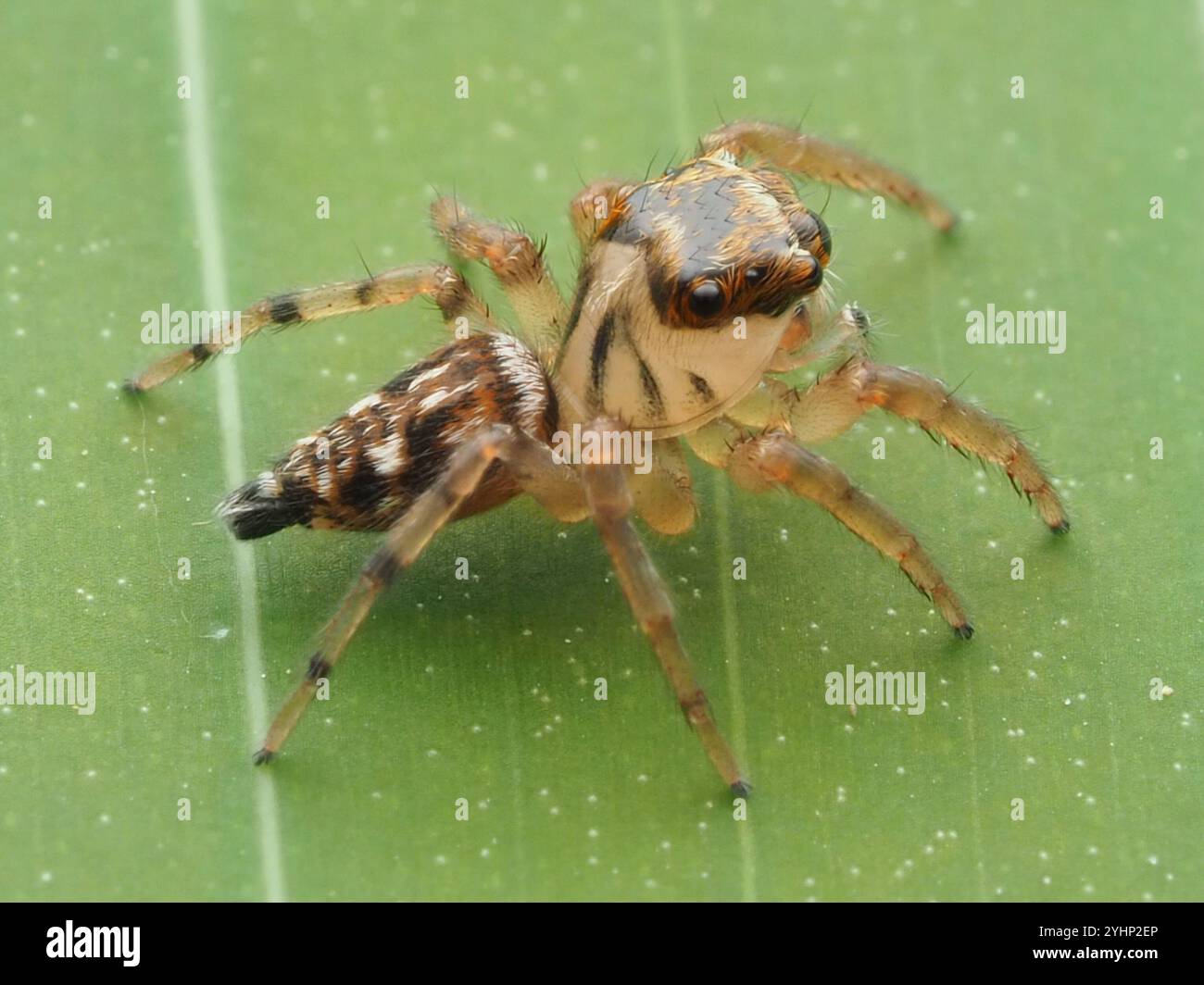 Jumping Spiders (Salticidae Stock Photo - Alamy