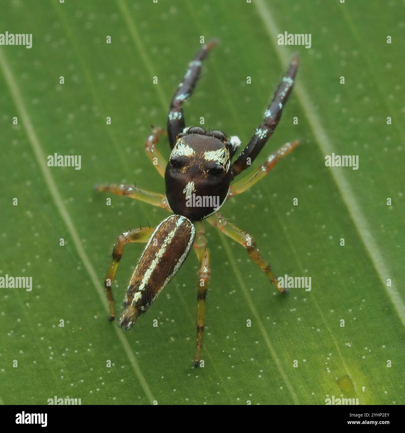 Jumping Spiders (Salticidae Stock Photo - Alamy