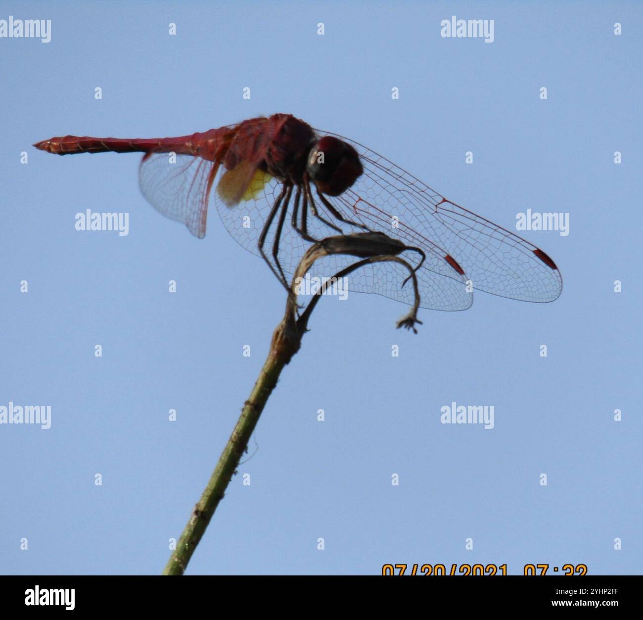 Violet Dropwing (Trithemis annulata Stock Photo - Alamy
