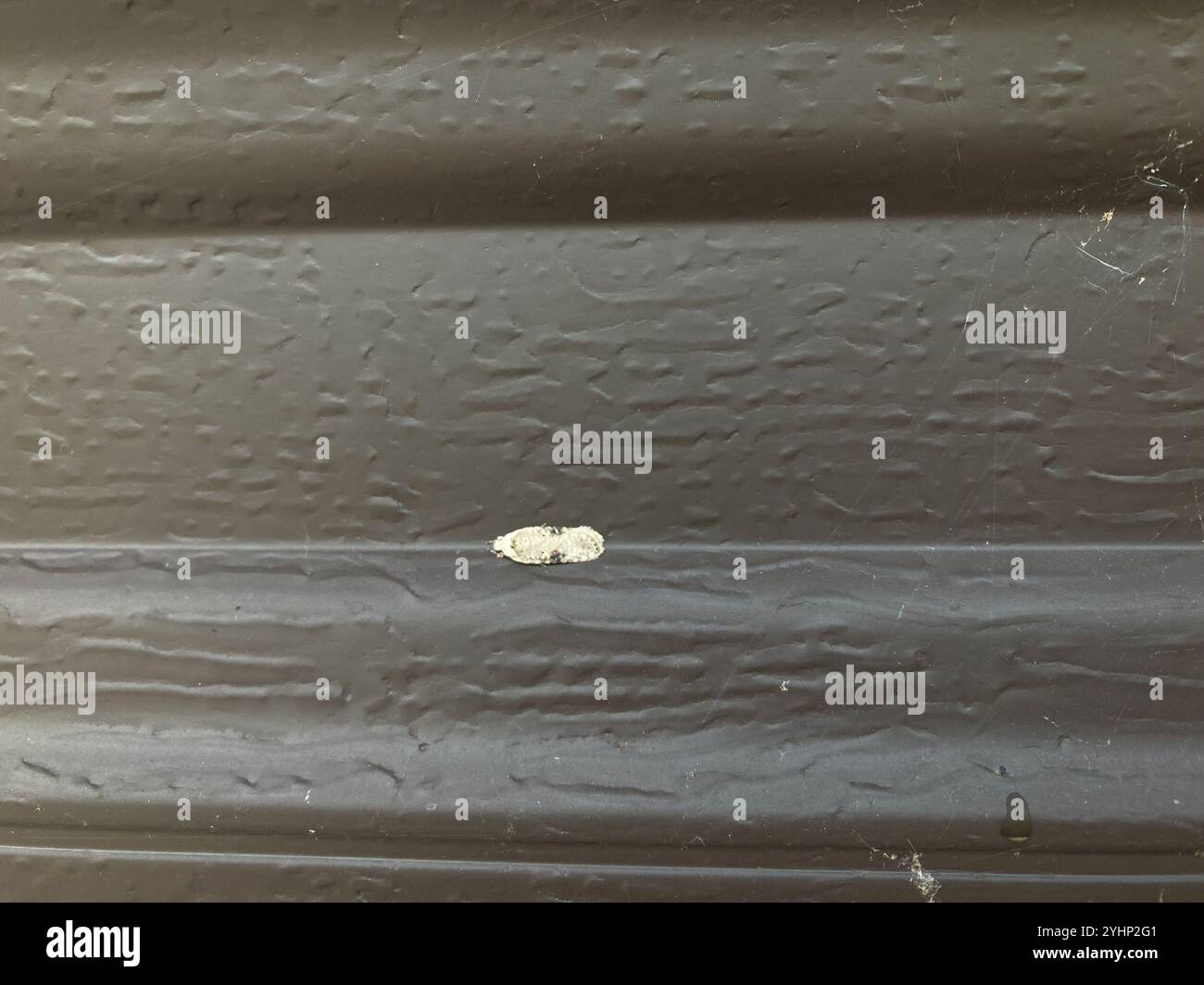 Poison hemlock moth (Agonopterix alstroemeriana Stock Photo - Alamy