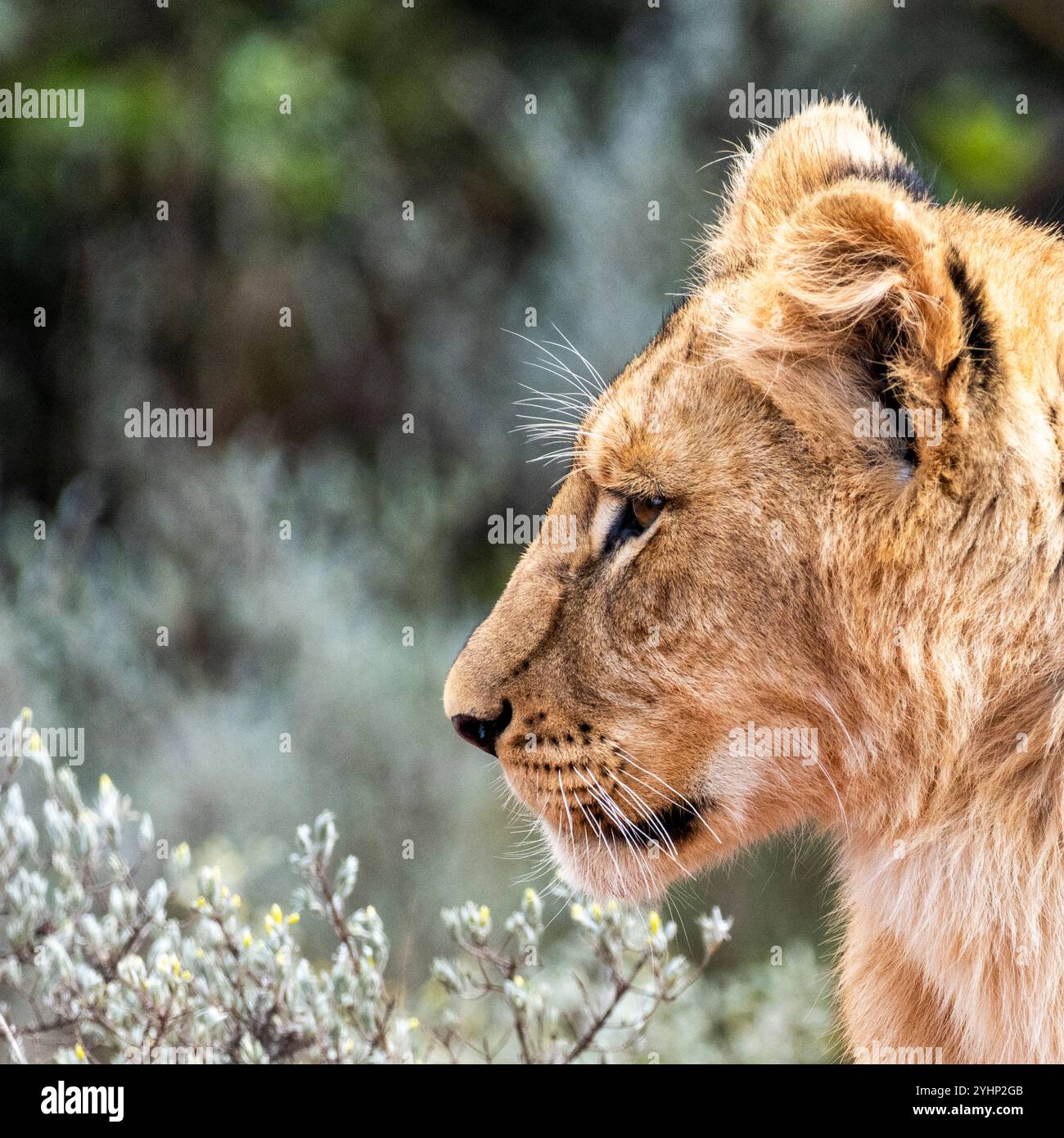 A curious lion cub looking and watching at Schotia Game Reserve ...