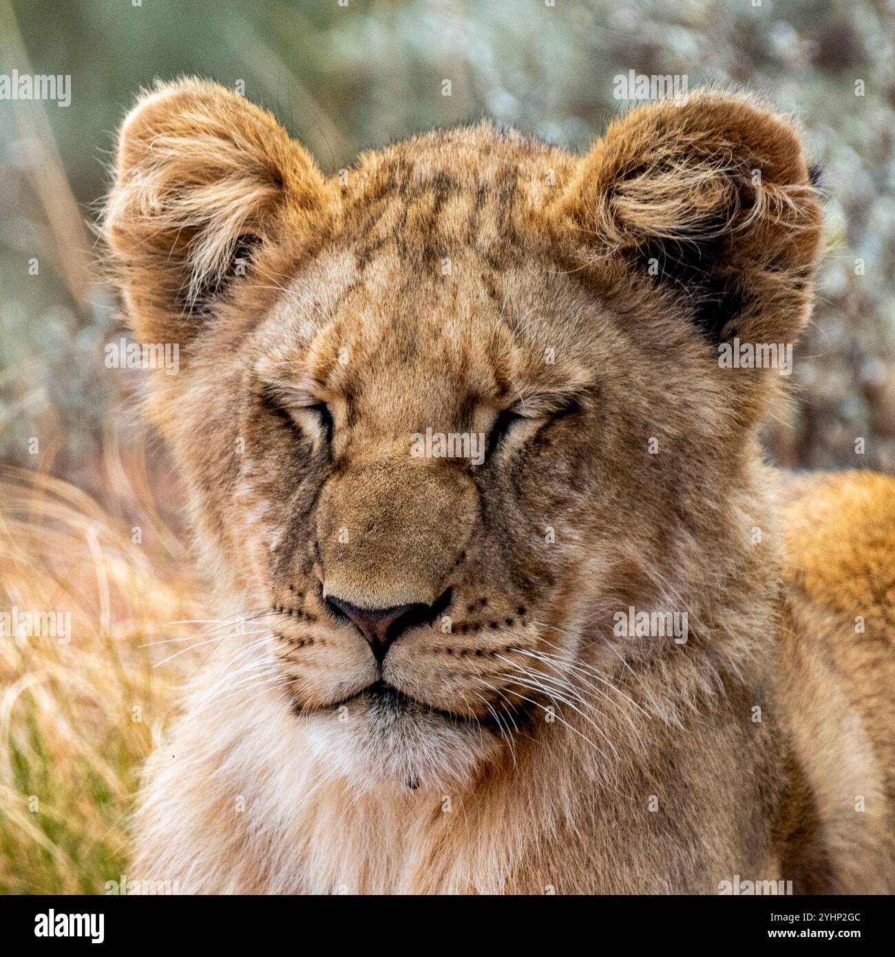 A lion cub resting and sleeping with its eyes closed at Schotia Game ...