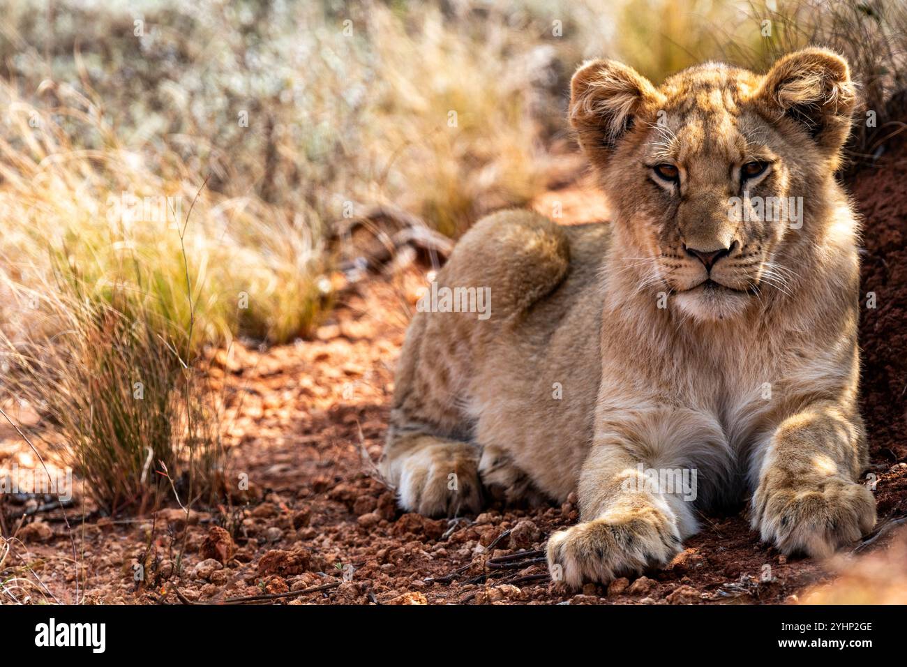 Lion cub in the african bush hi-res stock photography and images - Alamy