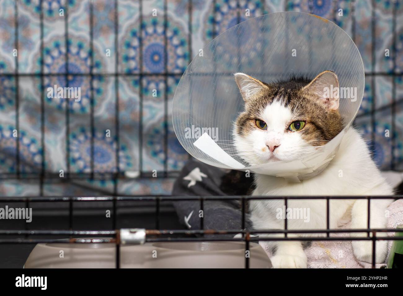 A cat that is wearing a plastic cone around its head is sitting quietly ...