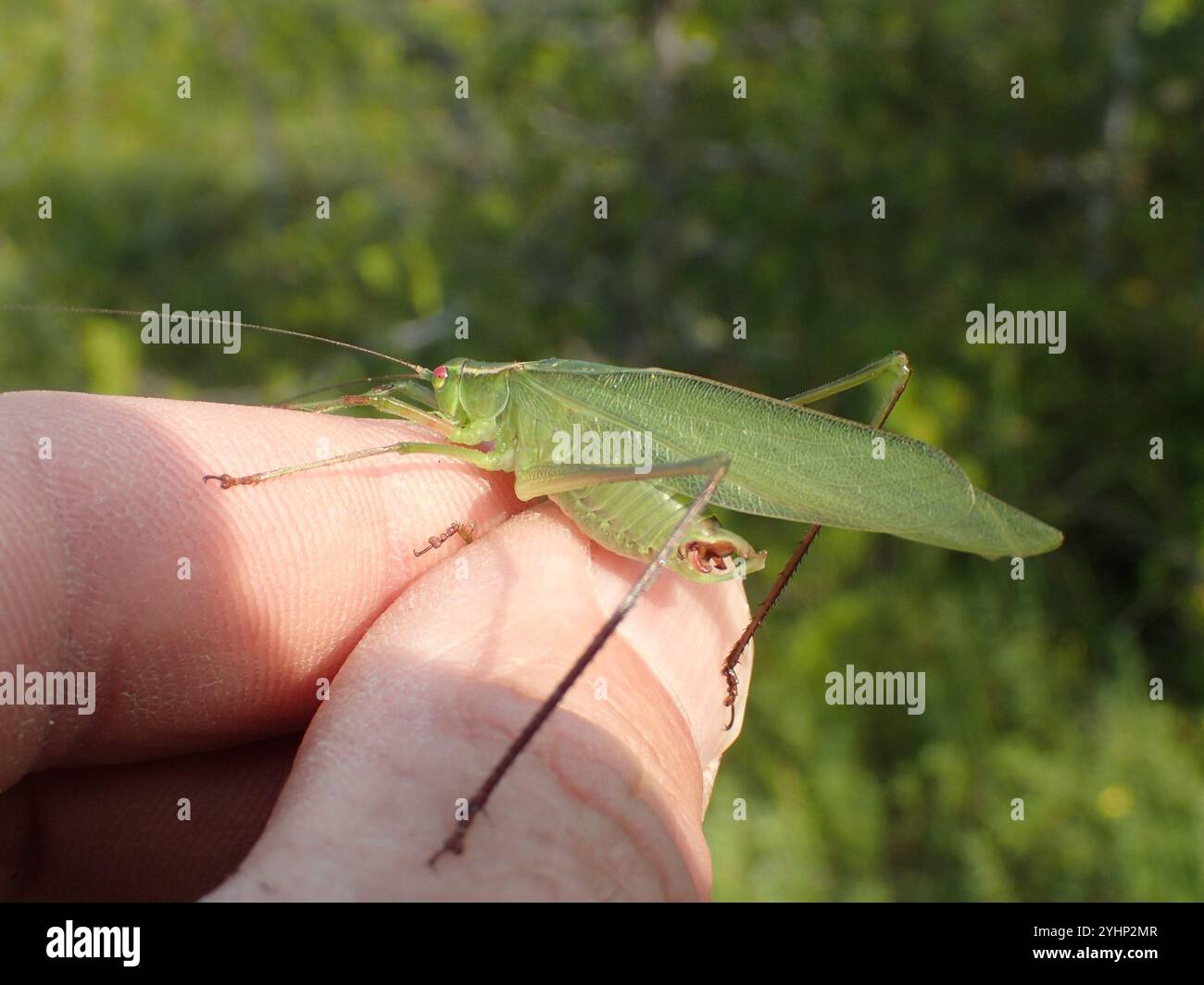 Curve-tailed Bush Katydid (Scudderia curvicauda Stock Photo - Alamy
