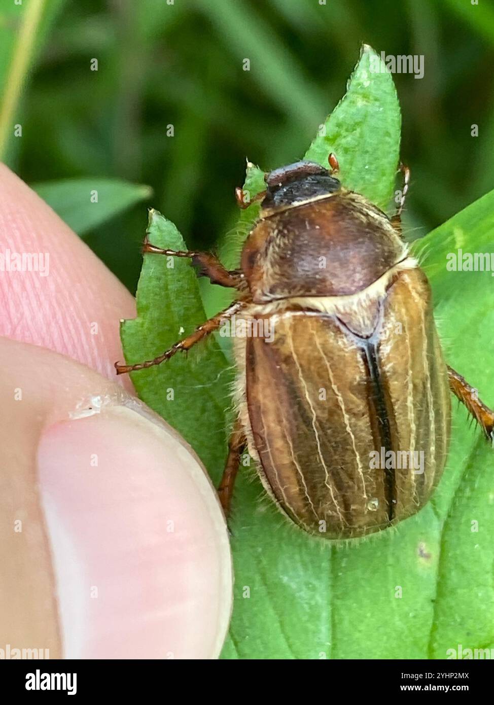 Summer Chafer (Amphimallon solstitiale Stock Photo - Alamy