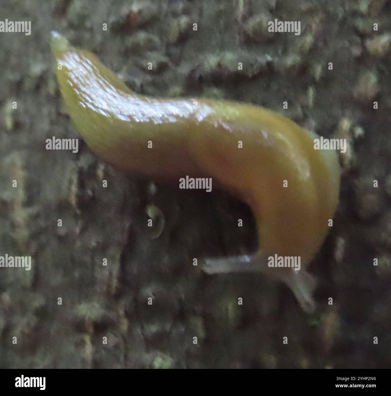 Western Dusky Slug (Arion subfuscus Stock Photo - Alamy