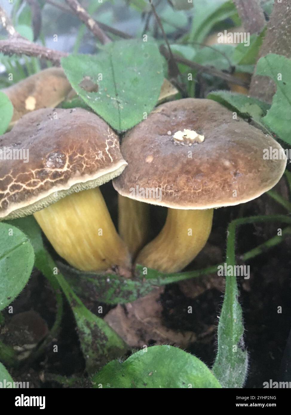 Red-cracking Bolete (Xerocomellus chrysenteron Stock Photo - Alamy
