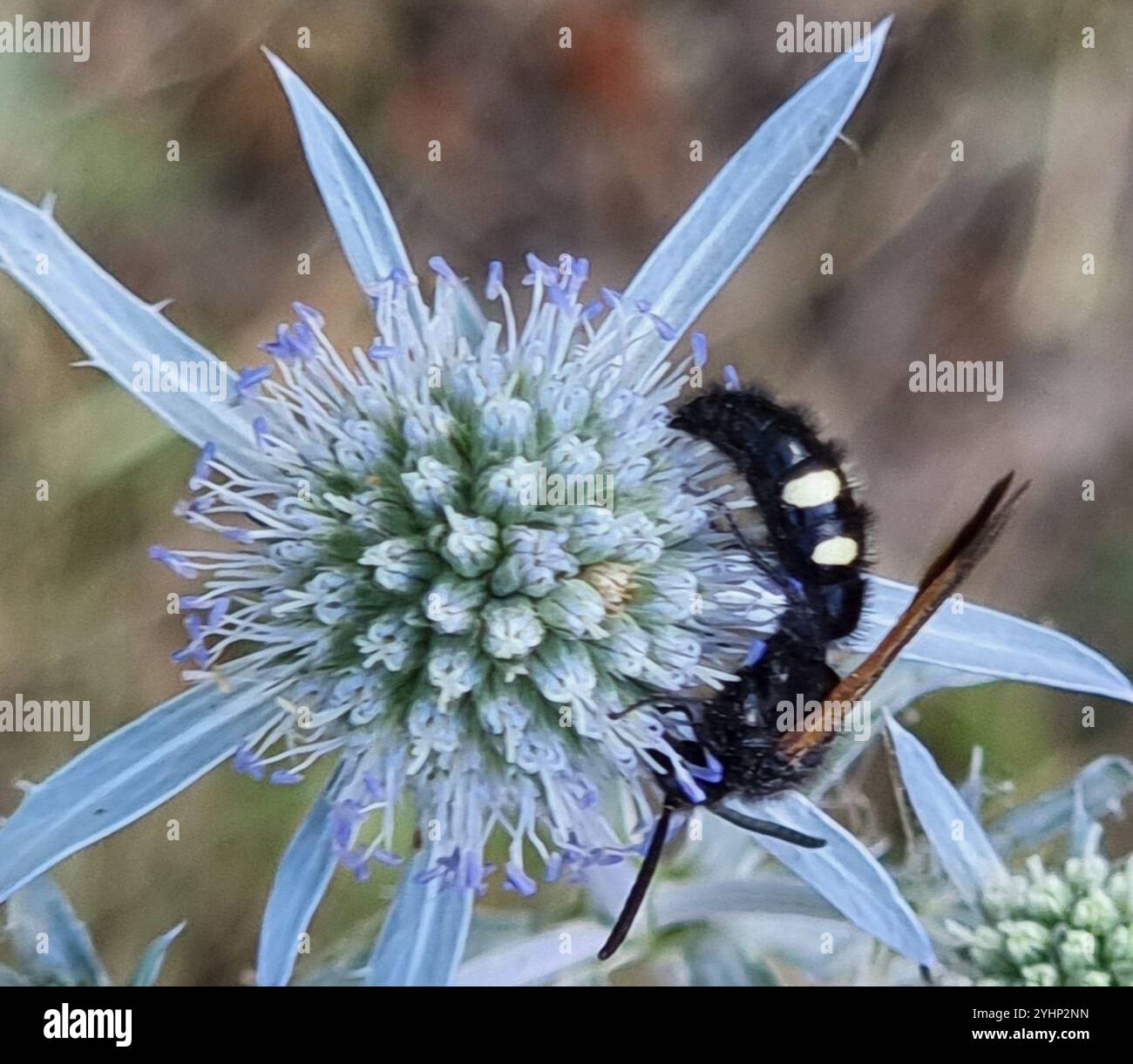 Scolia sexmaculata hi-res stock photography and images - Alamy