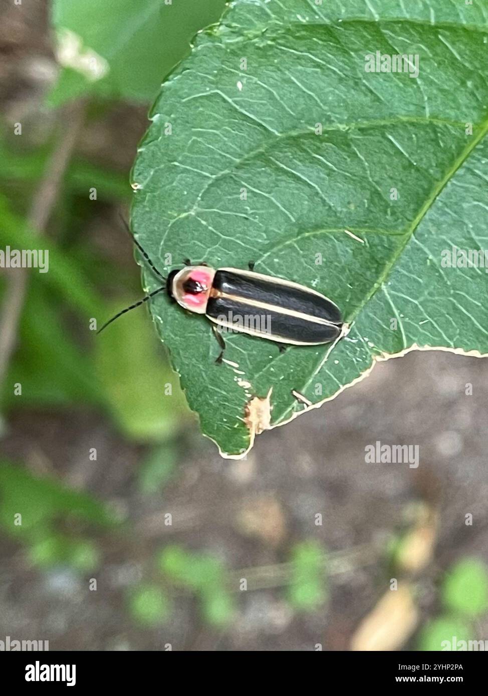 Common Eastern Firefly (Photinus pyralis Stock Photo - Alamy