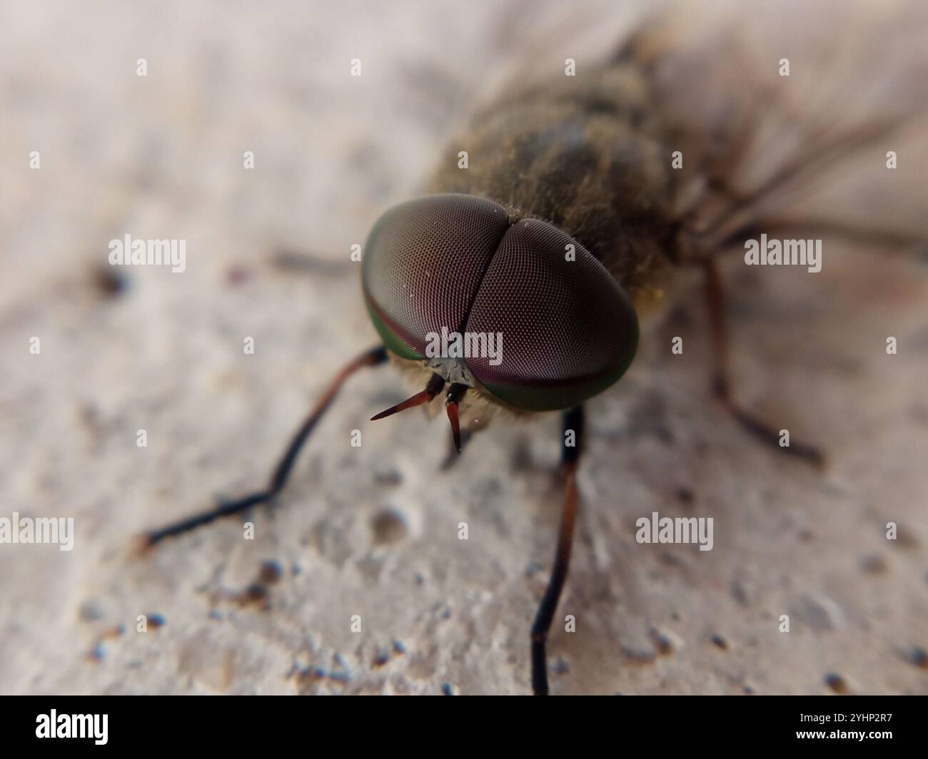 Horse and Deer Flies (Tabanidae Stock Photo - Alamy