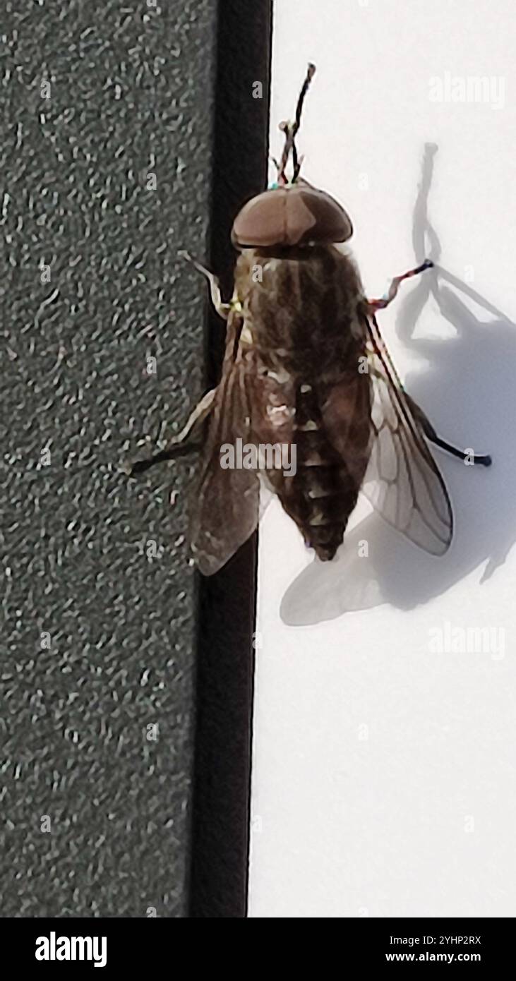 True Horse Flies (Tabanus Stock Photo - Alamy