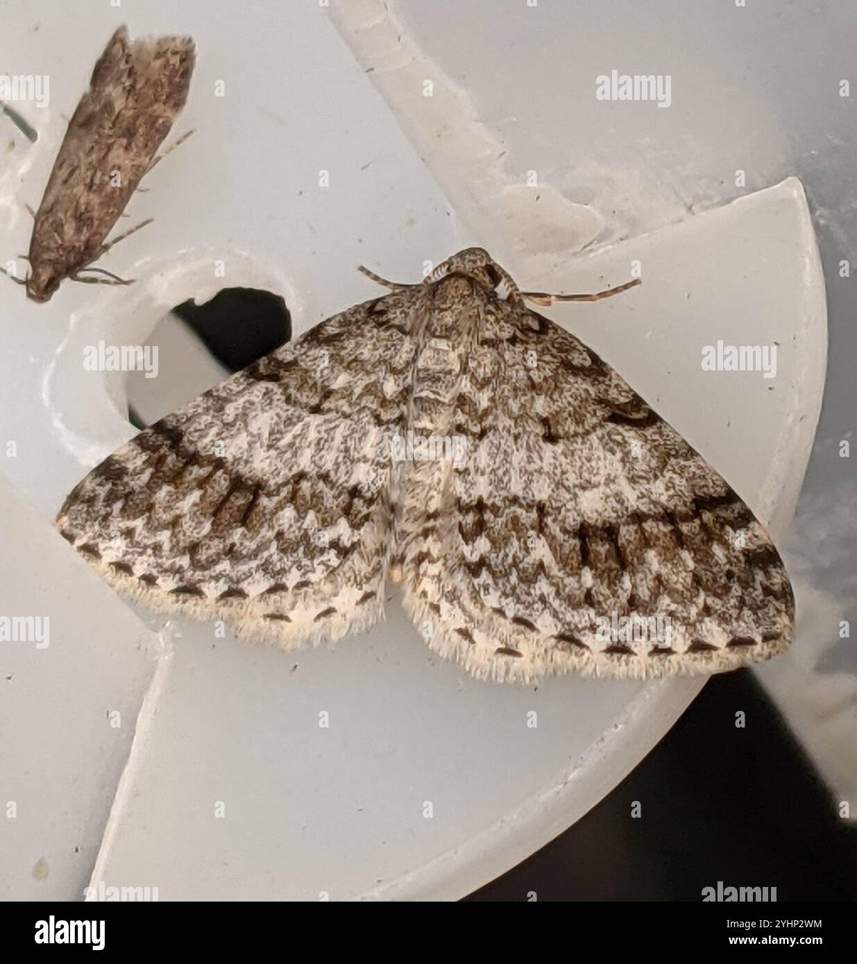 Welsh Wave Moth (Venusia cambrica Stock Photo - Alamy
