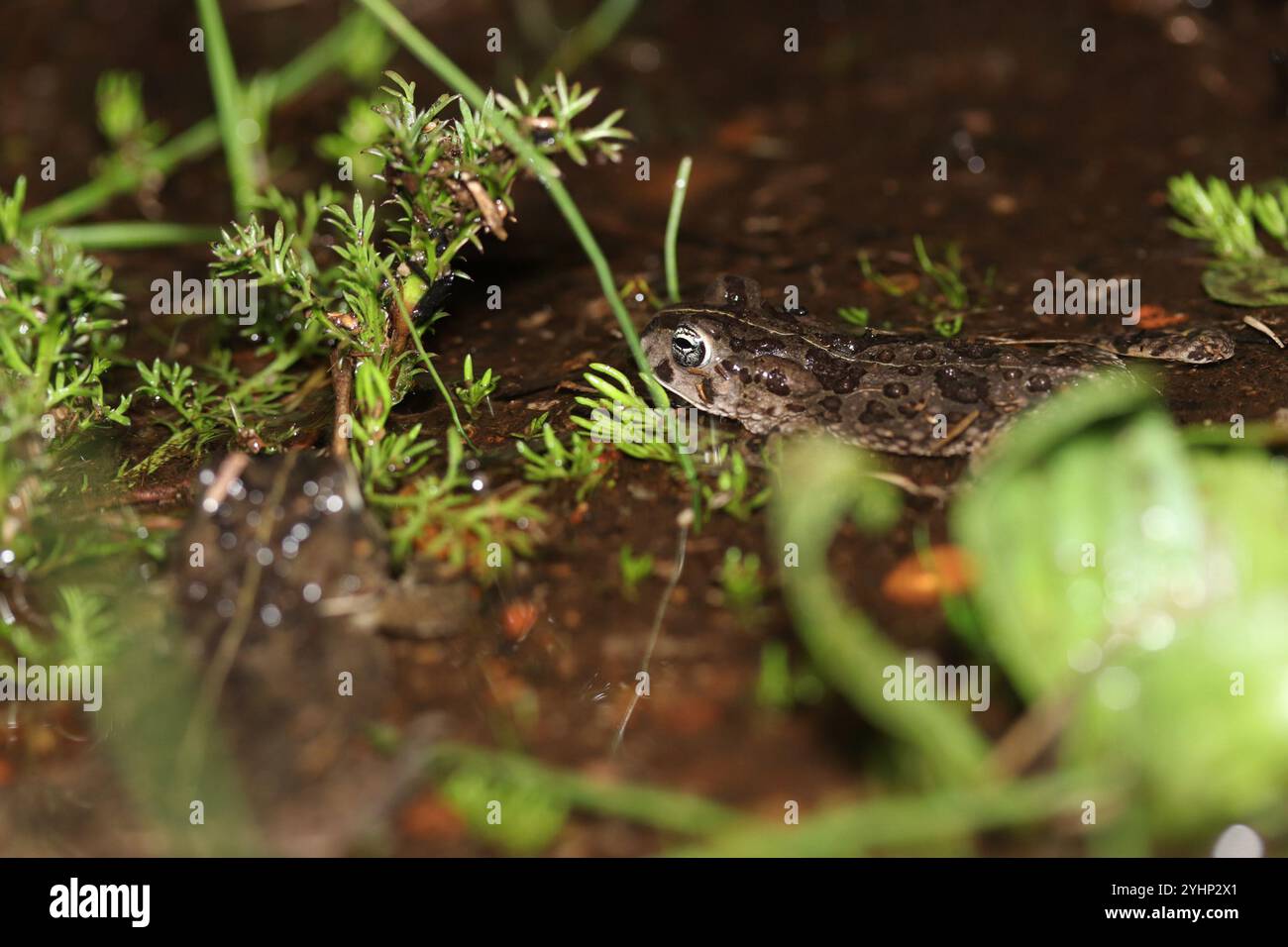 Sand Toad (Vandijkophrynus angusticeps Stock Photo - Alamy