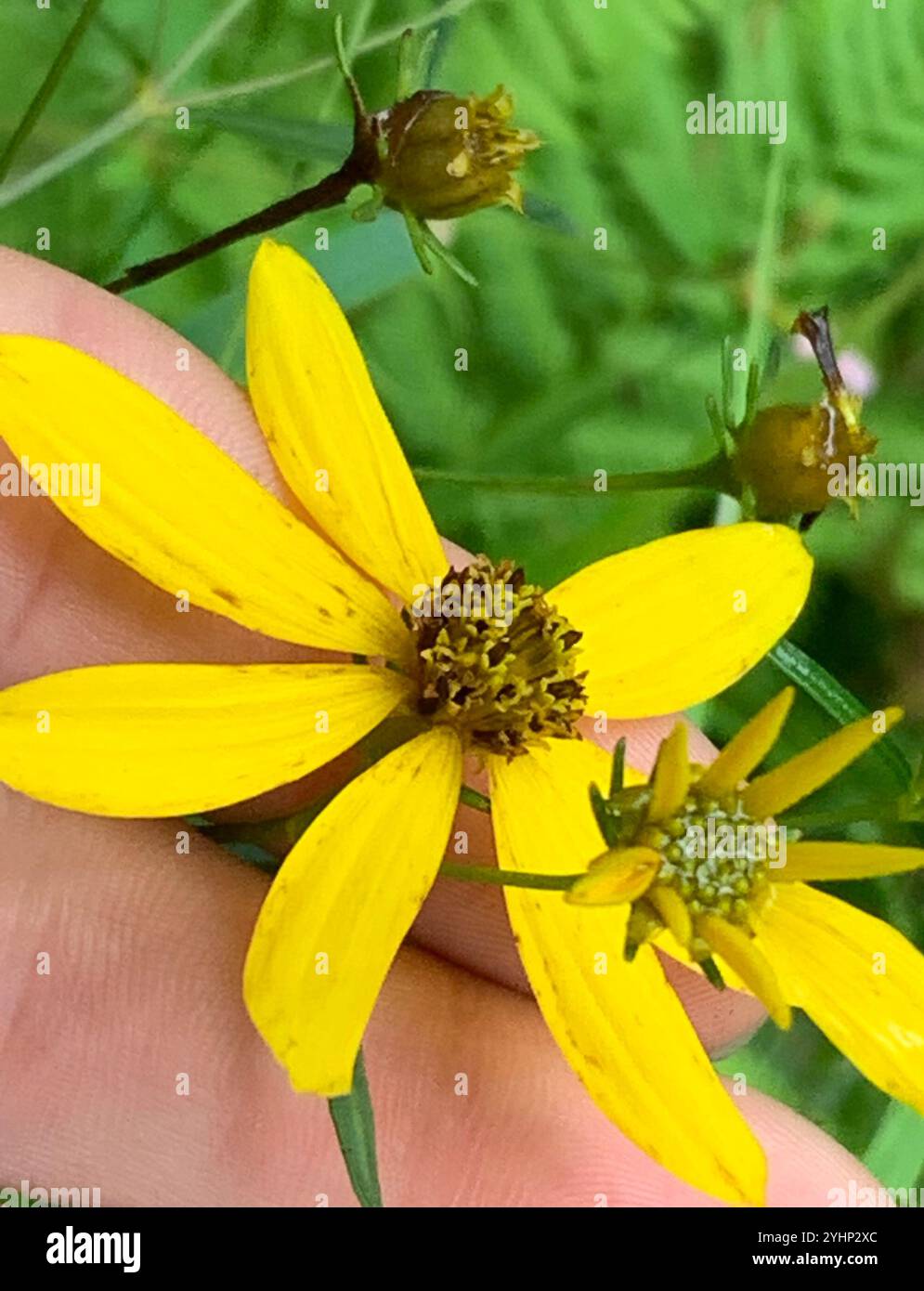 Greater Tickseed (Coreopsis major Stock Photo - Alamy