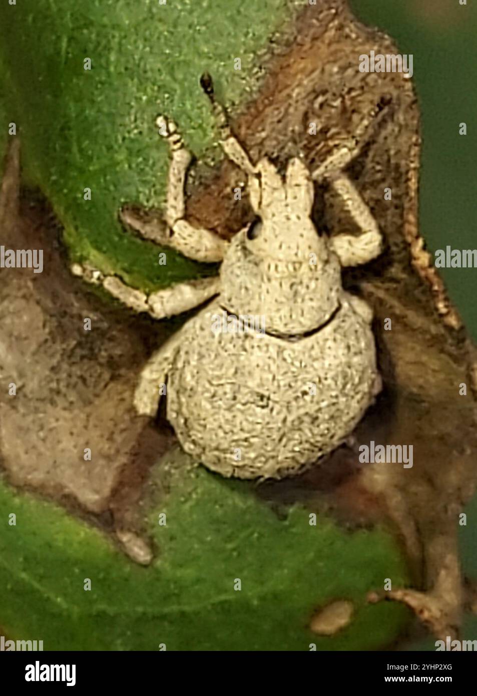 Two-banded Japanese Weevil (Pseudocneorhinus bifasciatus Stock Photo ...