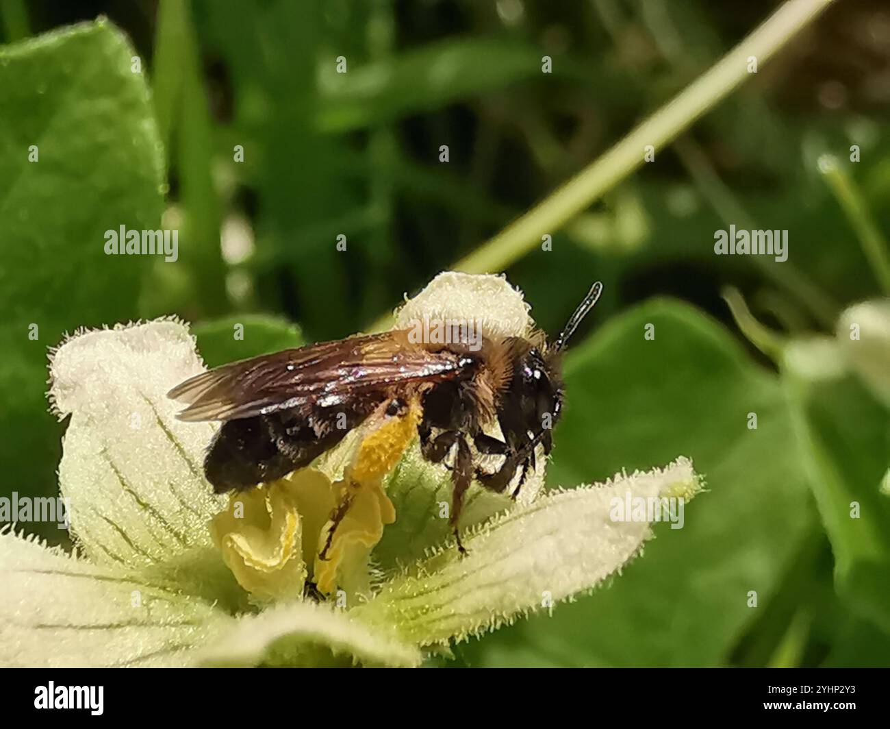 Mining Bees (Andrena Stock Photo - Alamy