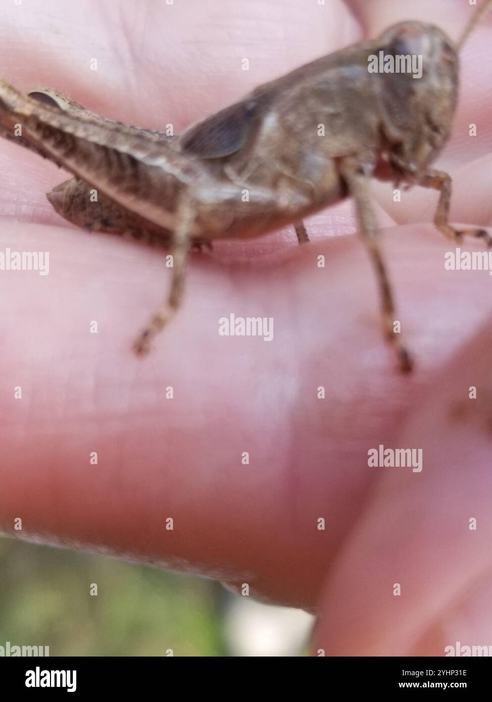 Migratory Grasshopper (Melanoplus sanguinipes Stock Photo - Alamy