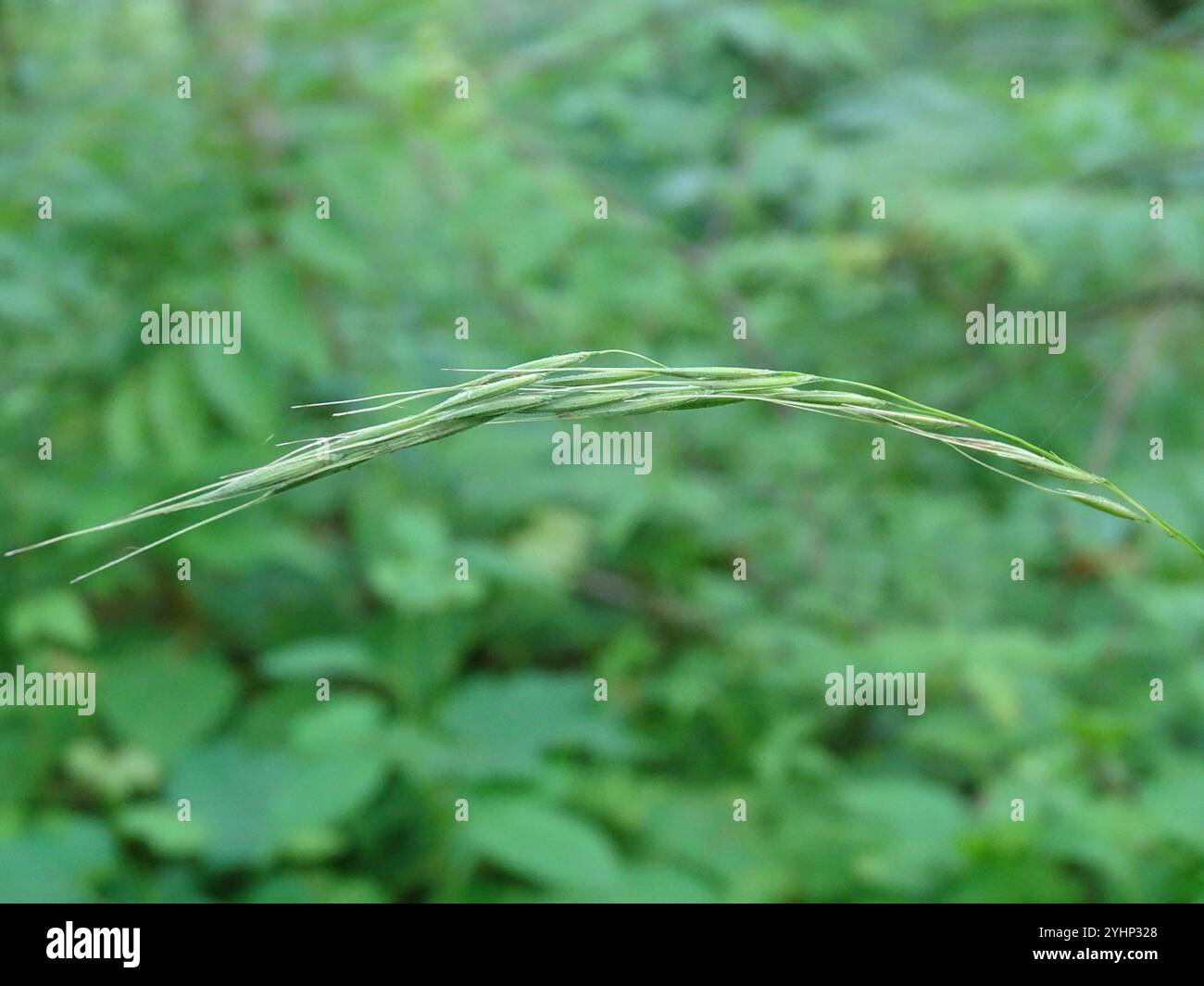 Long-awned Wood Grass (Brachyelytrum erectum Stock Photo - Alamy