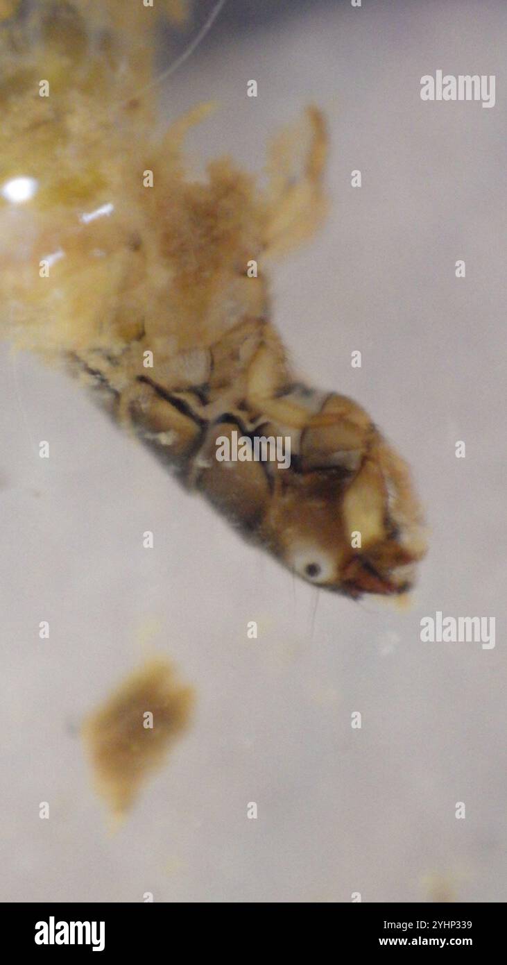 Hydropsyche hi-res stock photography and images - Alamy