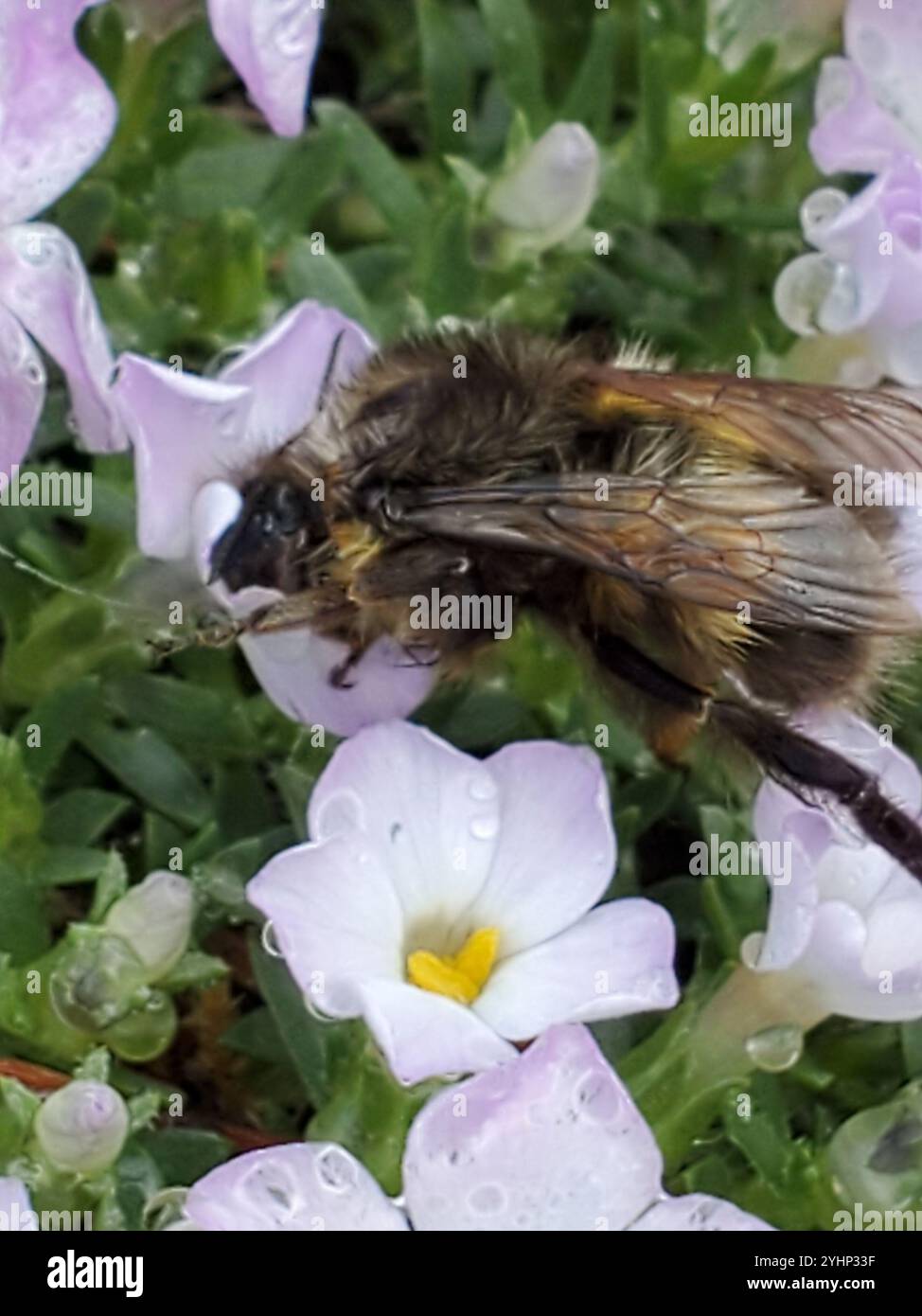 Sitka Bumble Bee (Bombus sitkensis Stock Photo - Alamy