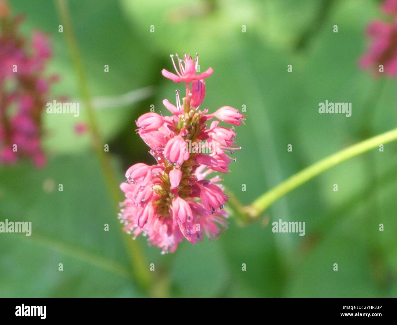 red bistort (Bistorta amplexicaulis Stock Photo - Alamy