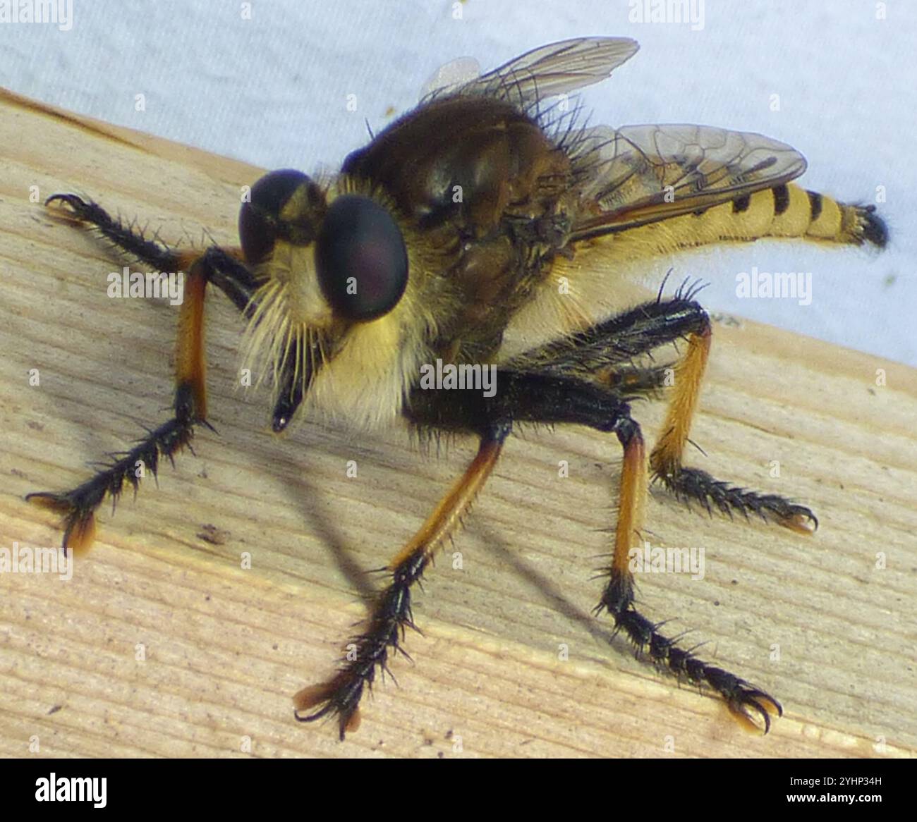 Red footed cannibal fly hi-res stock photography and images - Alamy