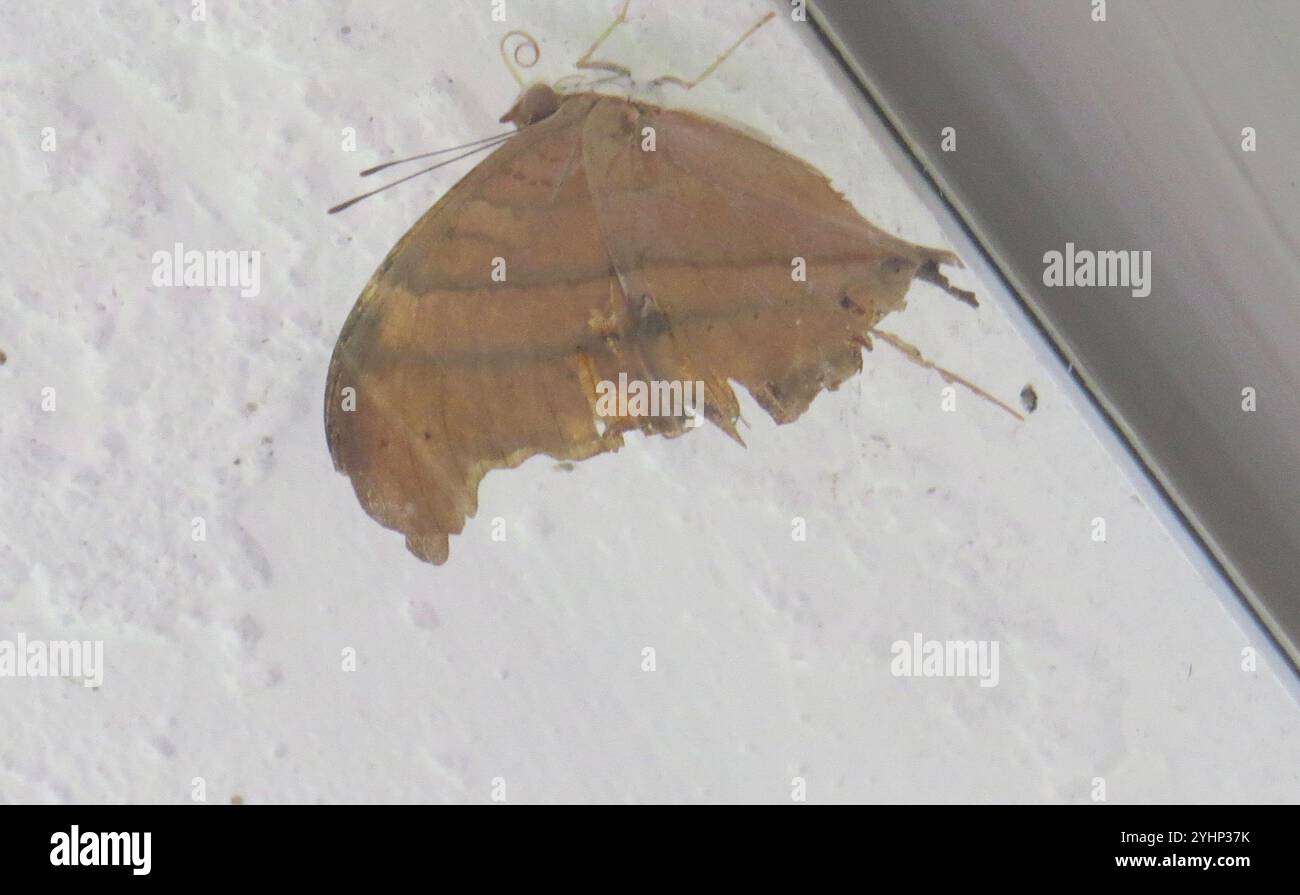 Marpesia petreus hi-res stock photography and images - Alamy