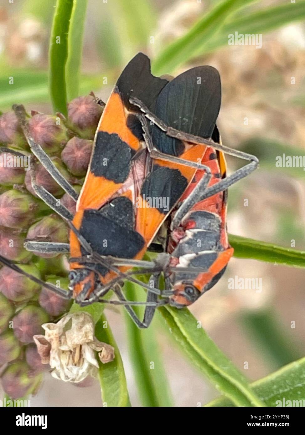 Large Milkweed Bug (Oncopeltus fasciatus Stock Photo - Alamy