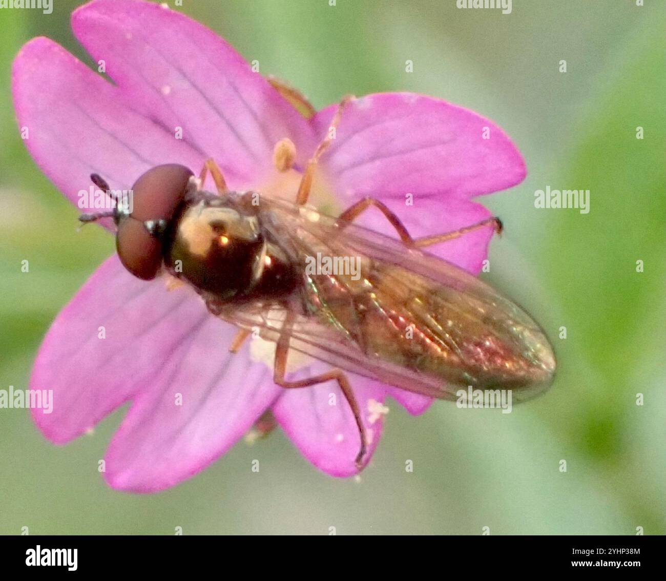 Variable Duskyface Fly (Melanostoma mellinum Stock Photo - Alamy