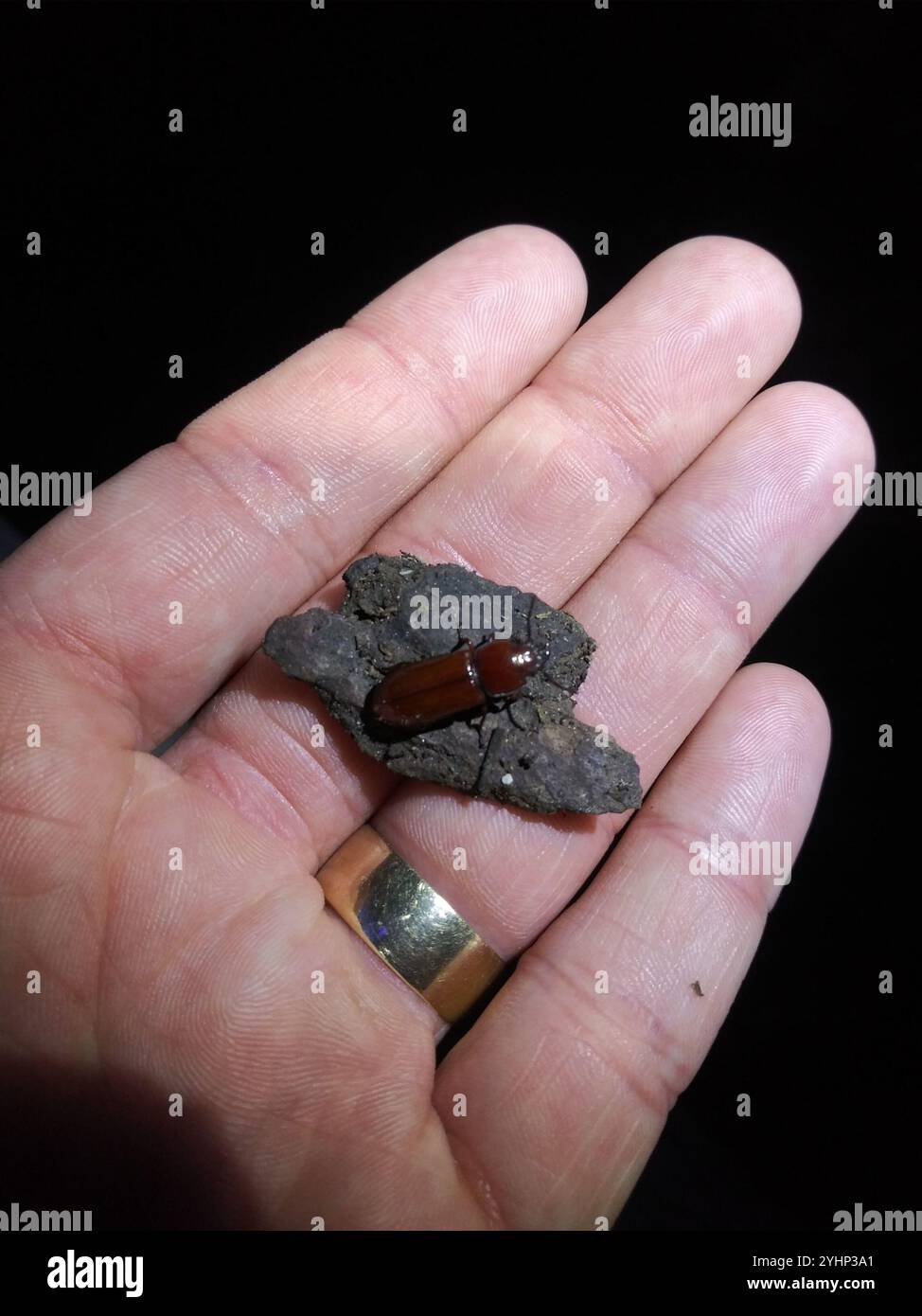 Pole Borer (Neandra brunnea Stock Photo - Alamy