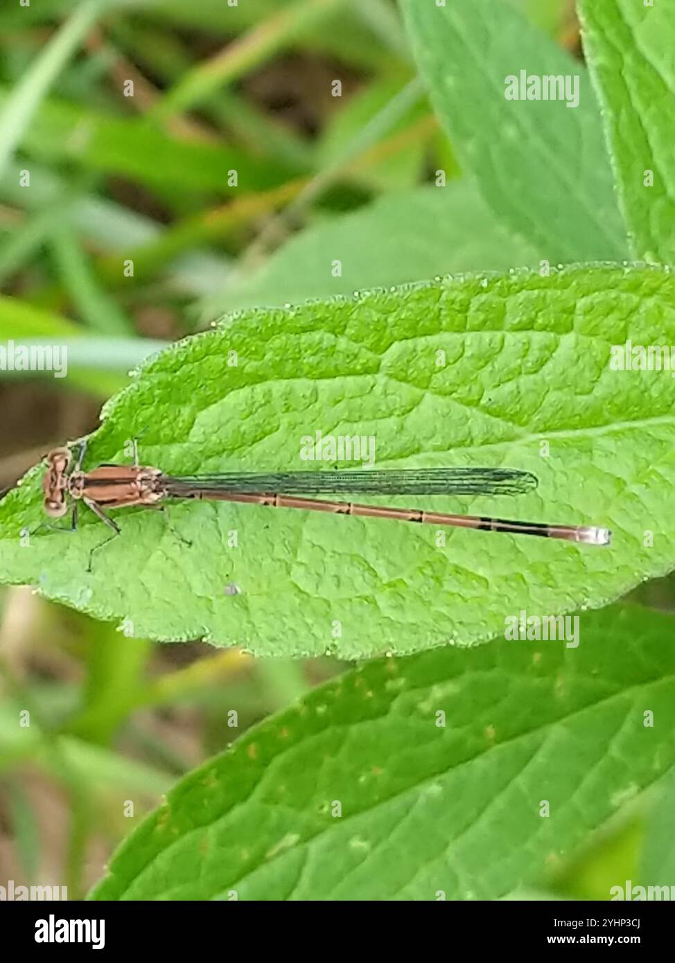 Variable dancer hi-res stock photography and images - Alamy