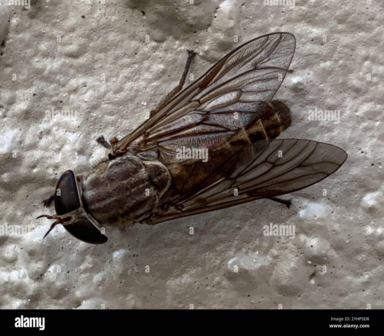 True Horse Flies (Tabanus Stock Photo - Alamy