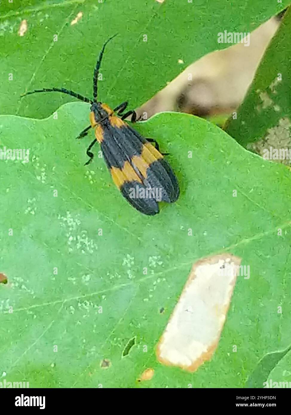 Reticulated net winged beetle hi-res stock photography and images - Alamy
