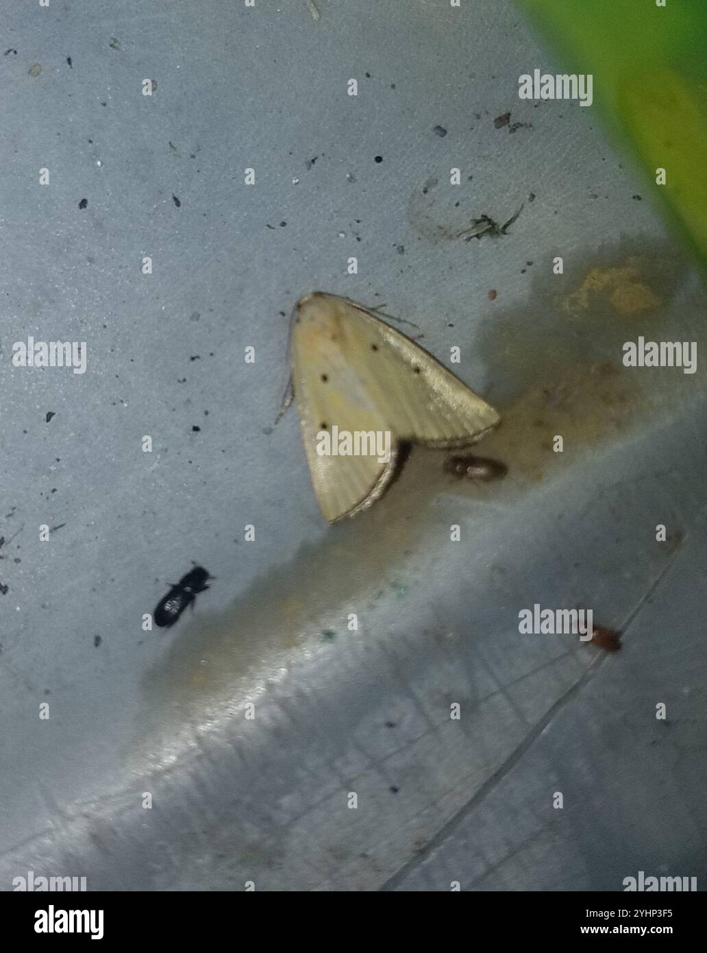 Black-bordered Lemon Moth (Marimatha nigrofimbria Stock Photo - Alamy